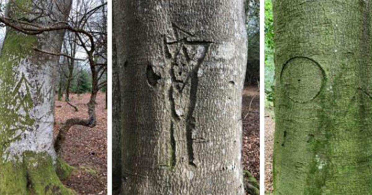 Symbols of the Enchanted Forest? Witch and King’s Marks Carved into ...
