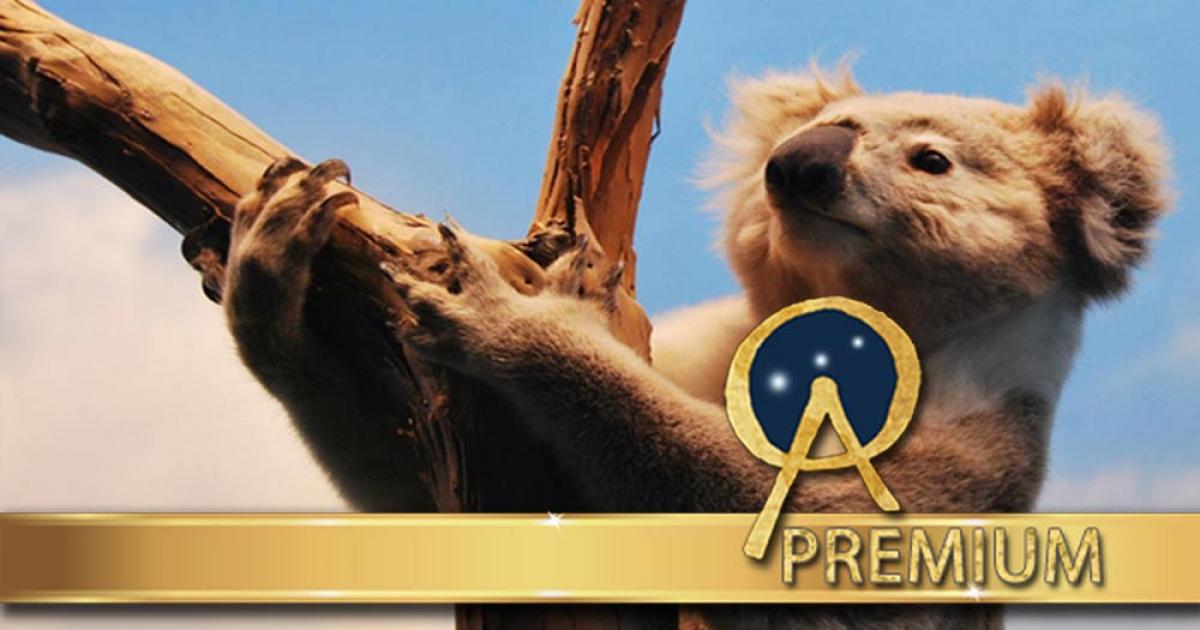 Koalas: Dreamtime Legends, Ancient Symbols, and their Dangerous ...