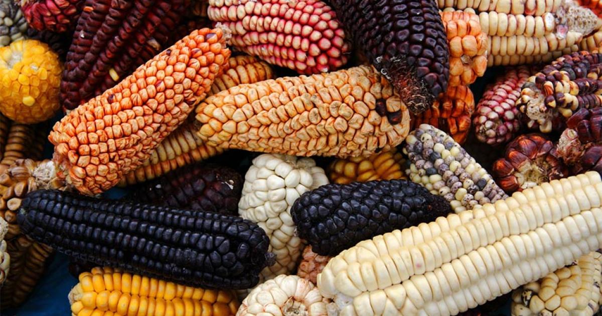 Ancient Burial Brings New Date Of First Maize Use In Mesoamerica ...