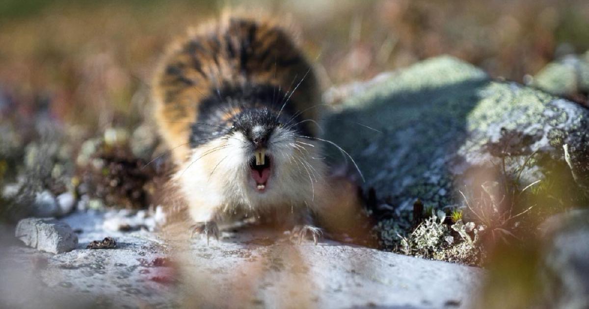 Schoolgirl Finds 41,000-Year-Old Mummified Lemming in Permafrost ...