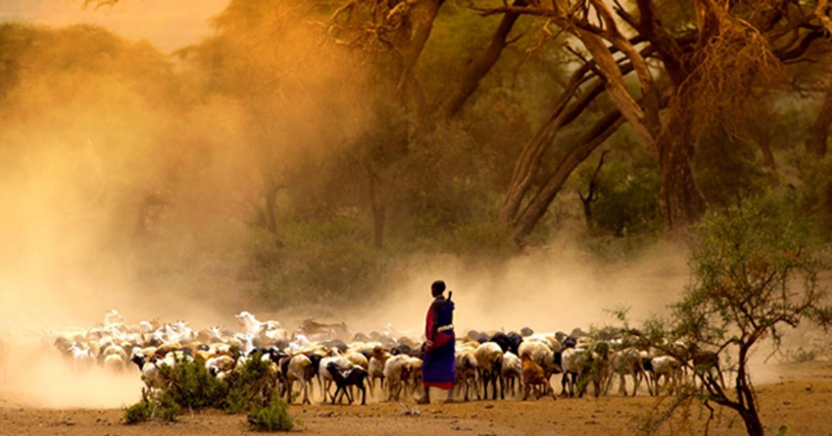 Ancient DNA is Revealing the Origins of Livestock Herding in Africa ...