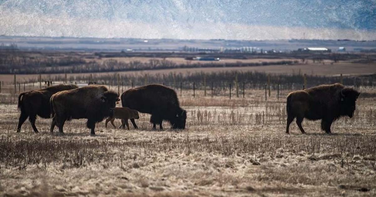 Bisons Help Find Rare Petroglyphs at First Nations Site in Canada ...