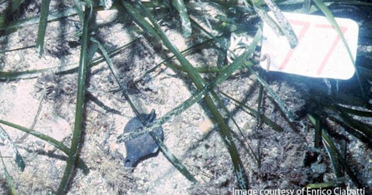 Scientists Reveal Contents of 2,000-Year-Old Roman Pill | Ancient Origins