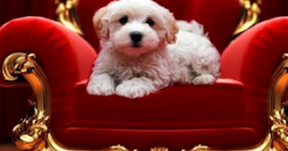 The opulent life of royal dogs in the ancient Forbidden City of China ...