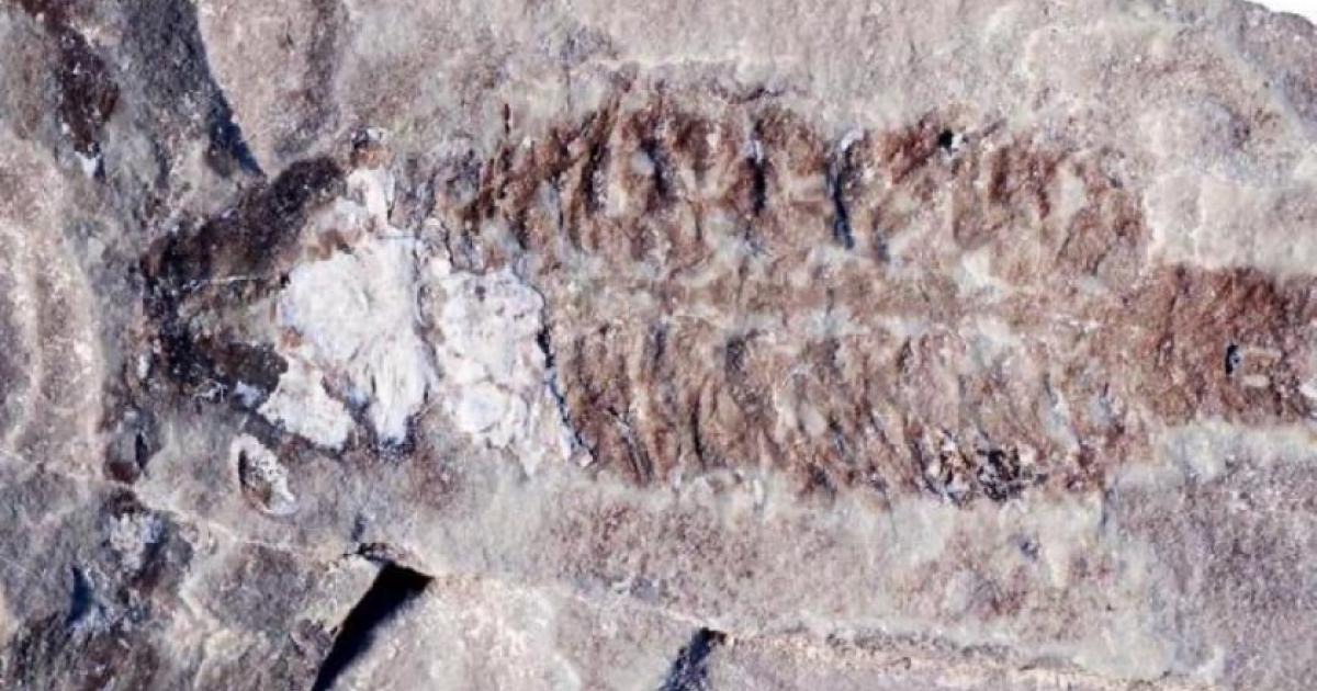 This Scorpion Was Among the First Lifeforms to Walk on Earth | Ancient ...