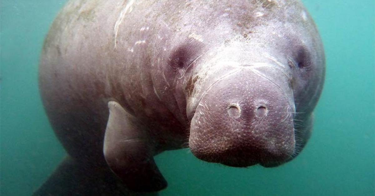 Sea Monsters in the Desert? Remains of Cuddly Sea Cow Discovered in ...