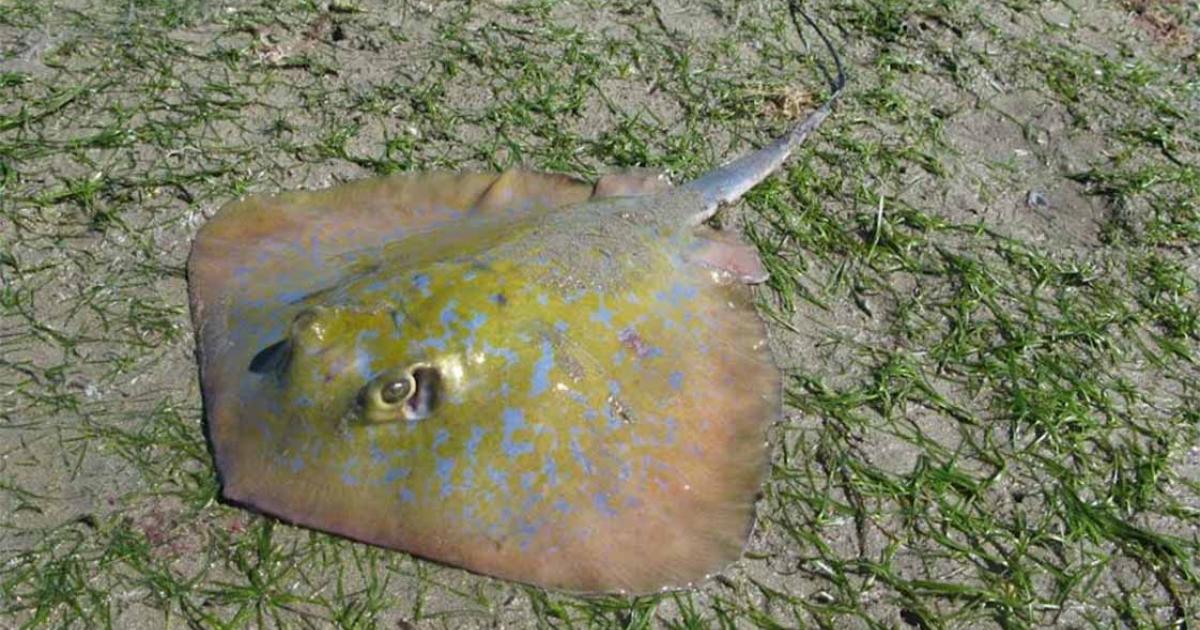 Stingray Sand ‘Sculpture’ on South Africa’s Coast May Be World’s Oldest ...