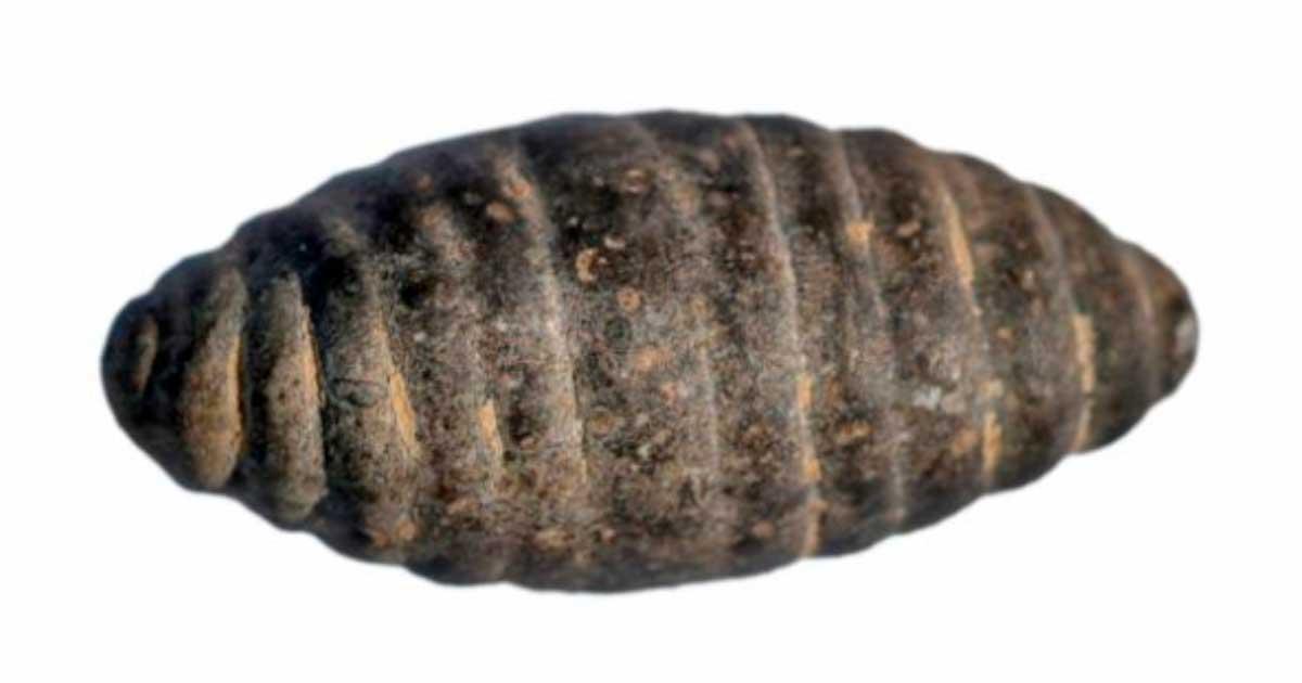 5,200-Year-Old Carved Stone Chrysalis Unearthed from the Dawn of The ...
