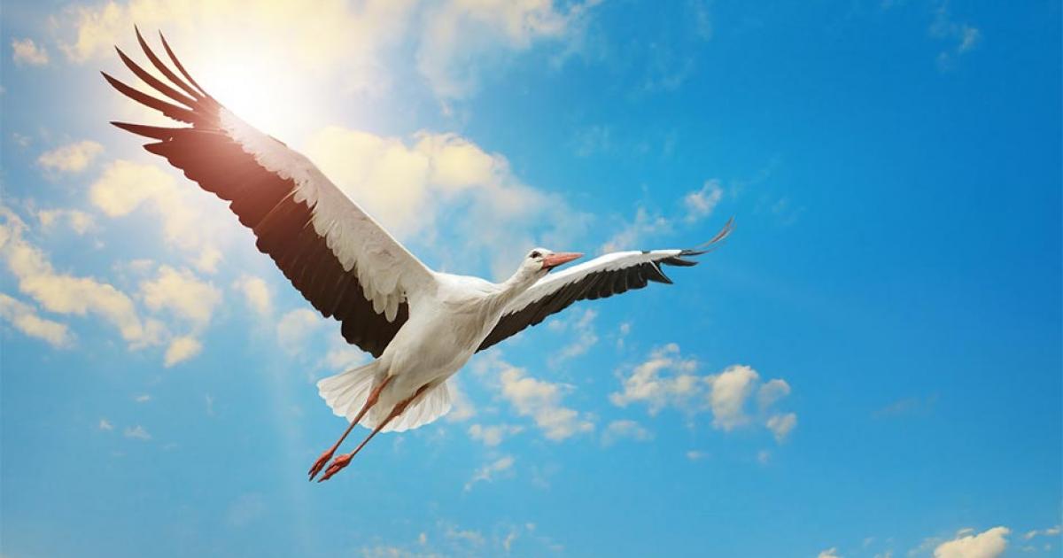 How Stork Legends, Myths and Omens Set Their Place in History | Ancient ...