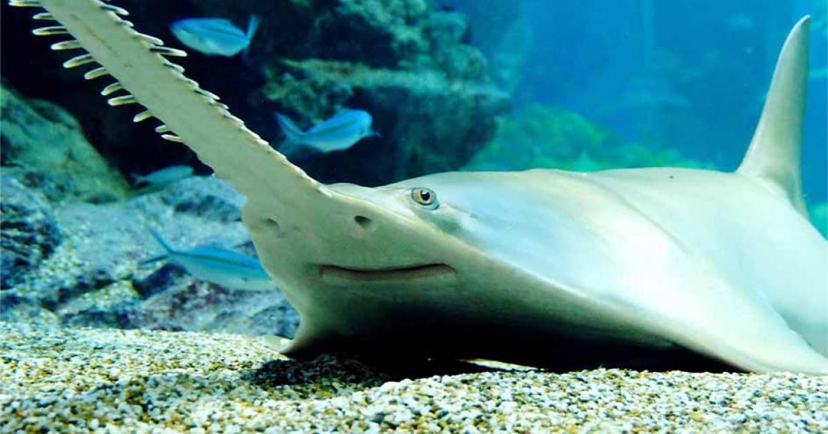 Researchers Find Evidence that Teeth Evolved from The Scales of Sharks ...