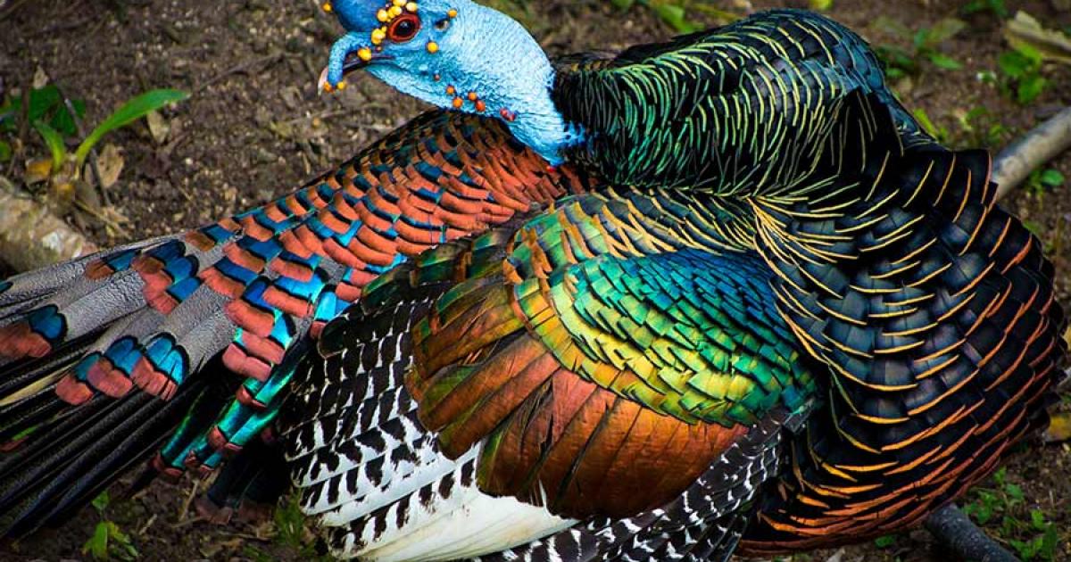 Turkeys Were Worshipped by the Ancient Maya | Ancient Origins