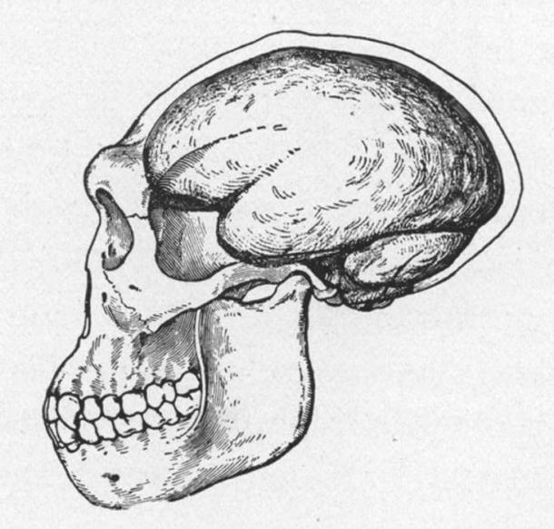 Java Man and the Discovery of the ‘Missing Link’ in Evolutionary Theory ...