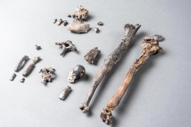 Evidence Suggests Human Ancestor Walked Upright In Trees | Ancient Origins