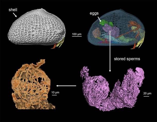 World’s Oldest Sperm Cells Found Trapped in Amber | Ancient Origins