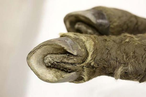 Liquid Blood Extracted from 42,000-Year-Old Extinct Horse Sparks ...