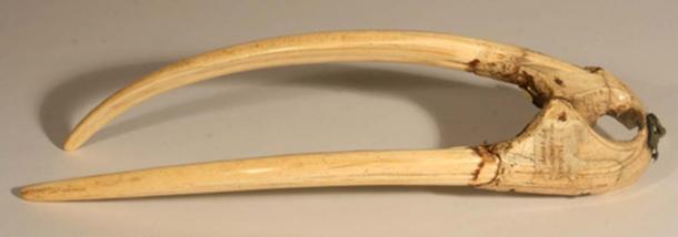 Lost Norse of Greenland Fueled the Medieval Ivory Trade, Ancient Walrus ...
