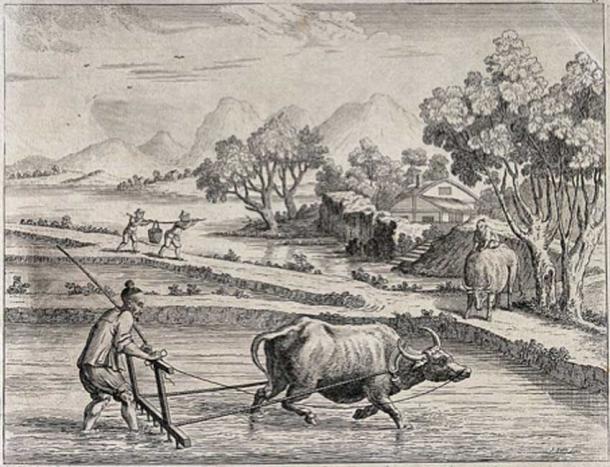 How Oxen Plowed the Way for Social Inequality | Ancient Origins