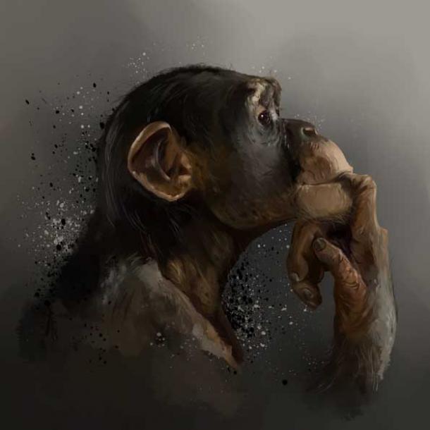 Study of Chimpanzee Tool Use Debunks “Chimps in Stone Age” Theory ...