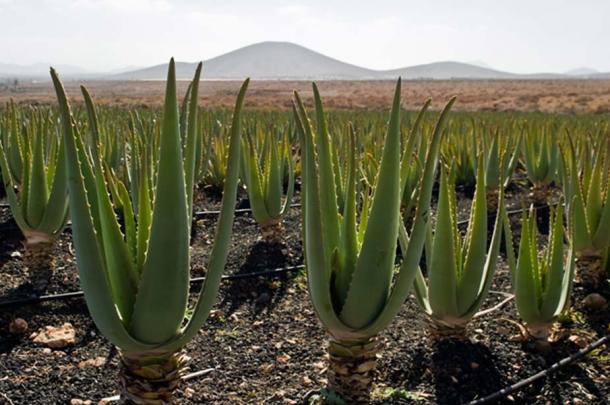The Ancient ‘Plant of Immortality’ That Treats Over 50 Medical ...
