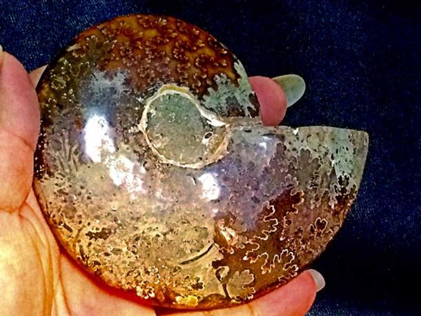 Unearthing Unexpected Fossil Usage in Ancient Medicine (Part 2): Dragon ...