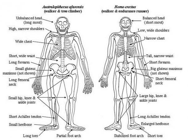 Bigger Brains Led to Bigger Bodies in Our Ancestors | Ancient Origins