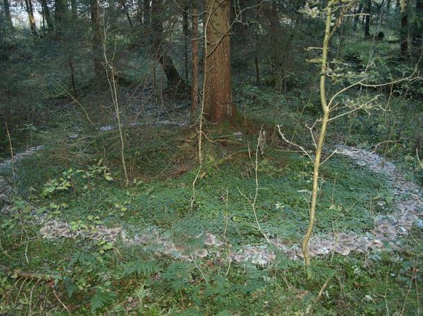 Do you dare enter a fairy ring? The mythical mushroom portals of the ...