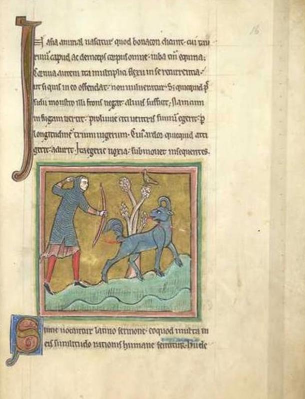 Do Not Attack the Bonnacon, A Medieval Beast with a Toxic Defense ...