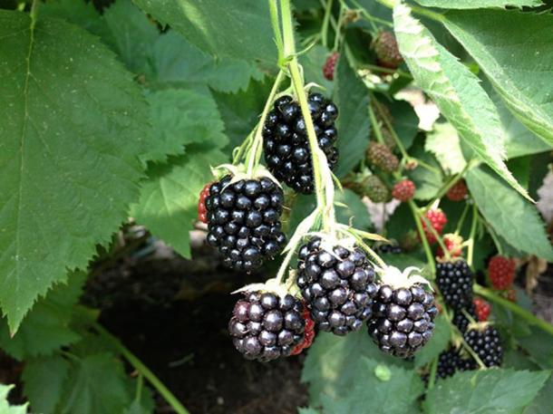 A Glimpse into the Intuitive Medicine of the Native American Tradition ...