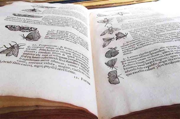 Preserved Butterfly Accidentally Found In a 390-year-old Insect Book ...