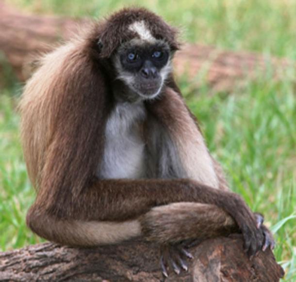 20-Million-Year-Old Skull Whispers Evolutionary Secrets | Ancient Origins