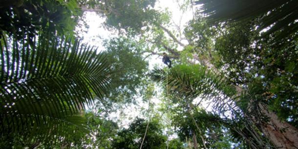A 400-Year-Old ‘Carbon Colossus’ Heralds Hope for Amazonia | Ancient ...