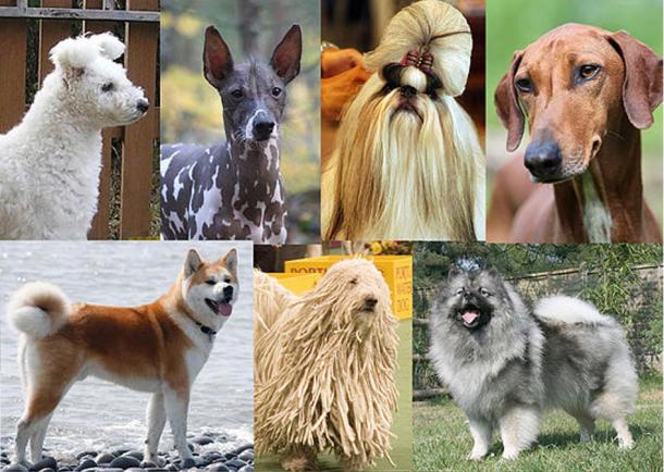 New Study Suggests that Man and Dog Have Been Close Friends for 33,000 ...