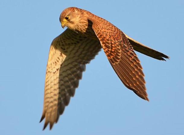 Discovery of mummified kestrel reveals evidence for falconry in ancient ...