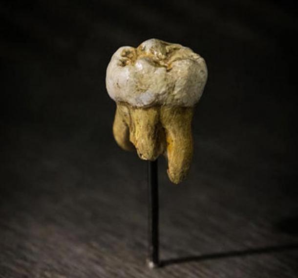 A world map of Neanderthal and Denisovan ancestry in modern humans ...