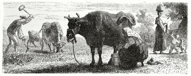Thirsty Brits Turned to Drinking Cow’s Milk 7,000 Years Ago | Ancient ...