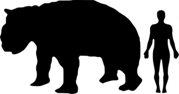 Diprotodon: The Massive Marsupial that Roamed Australia 5.3 Million ...