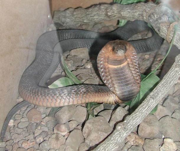 Cleopatra probably did not die of snakebite to her breast, Egyptologist ...