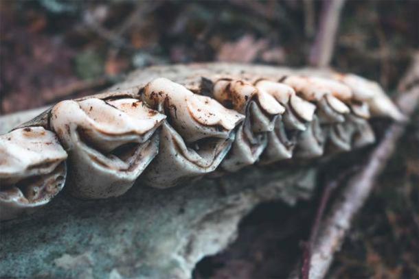 8,000-Year-Old Elk Teeth “Dancing Rattlers” Are Recreated | Ancient Origins