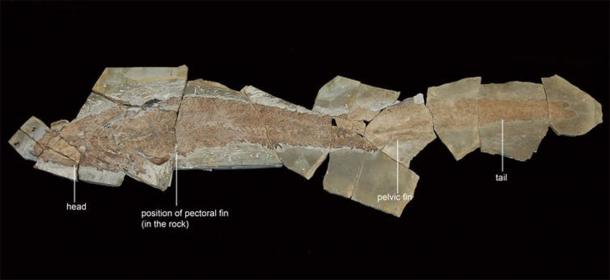 This Ancient Four-Limbed Fish Reveals the Origins of the Human Hand ...