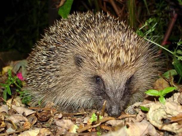 Luck or Misfortune? Hedgehogs in Folklore and Tradition | Ancient Origins