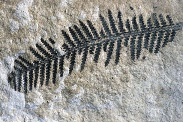 Scientists Find 280-Million-Year-Old Fossilized Forest…in Antarctica ...