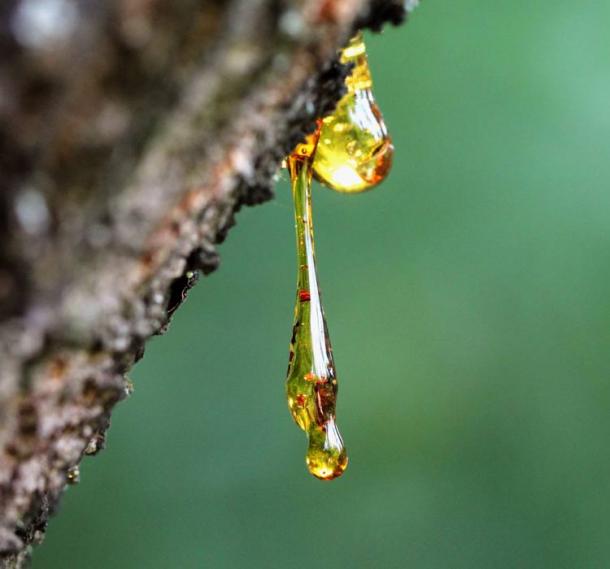 Frankincense: An Ancient Wonder Cure on the Verge of Extinction ...