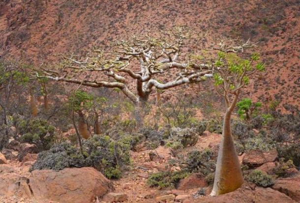 Frankincense: An Ancient Wonder Cure on the Verge of Extinction ...