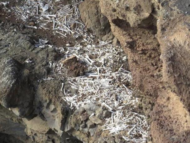 Dozens of Mummies and Skeletons Found in Canary Islands Cave Tomb ...
