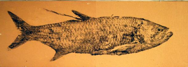 Gyotaku: A Unique Japanese Tradition in Which a Fish Becomes a Work of ...