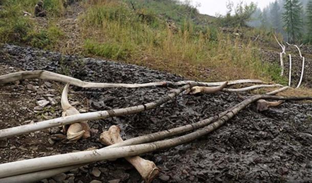 Ivory Hunters Decimate 50,000 Year Old Mammoth Graveyard | Ancient Origins