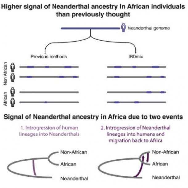 Neanderthal Ancestry Detected in Africans For the First Time | Ancient ...