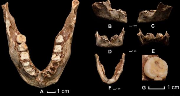 Prehistoric Skull and Jaw Found in Laos Rewrite Timelines and Reveal ...