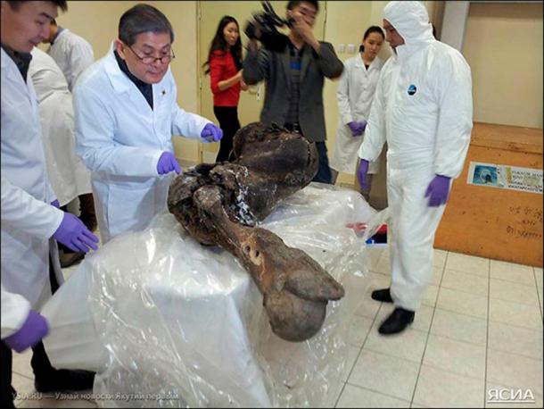 Initial Stage Reached on Dream of Cloning Woolly Mammoth | Ancient Origins