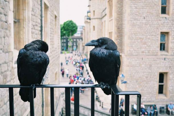 The Prophecy Of The Tower Of London Ravens: Less Than Six Means Doom ...